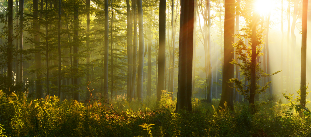 Vastuullisuus - Kannamme huolta huomisesta - Soledo Oy